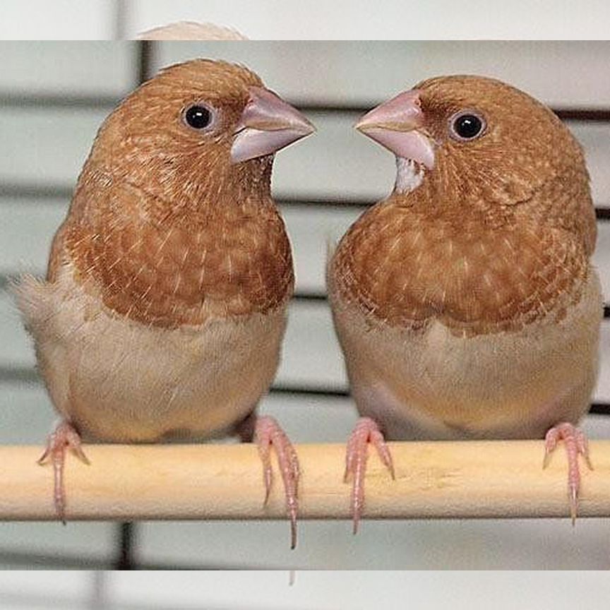 Амадины Японские и Рисовые