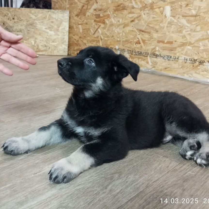 Щенки-Веошки