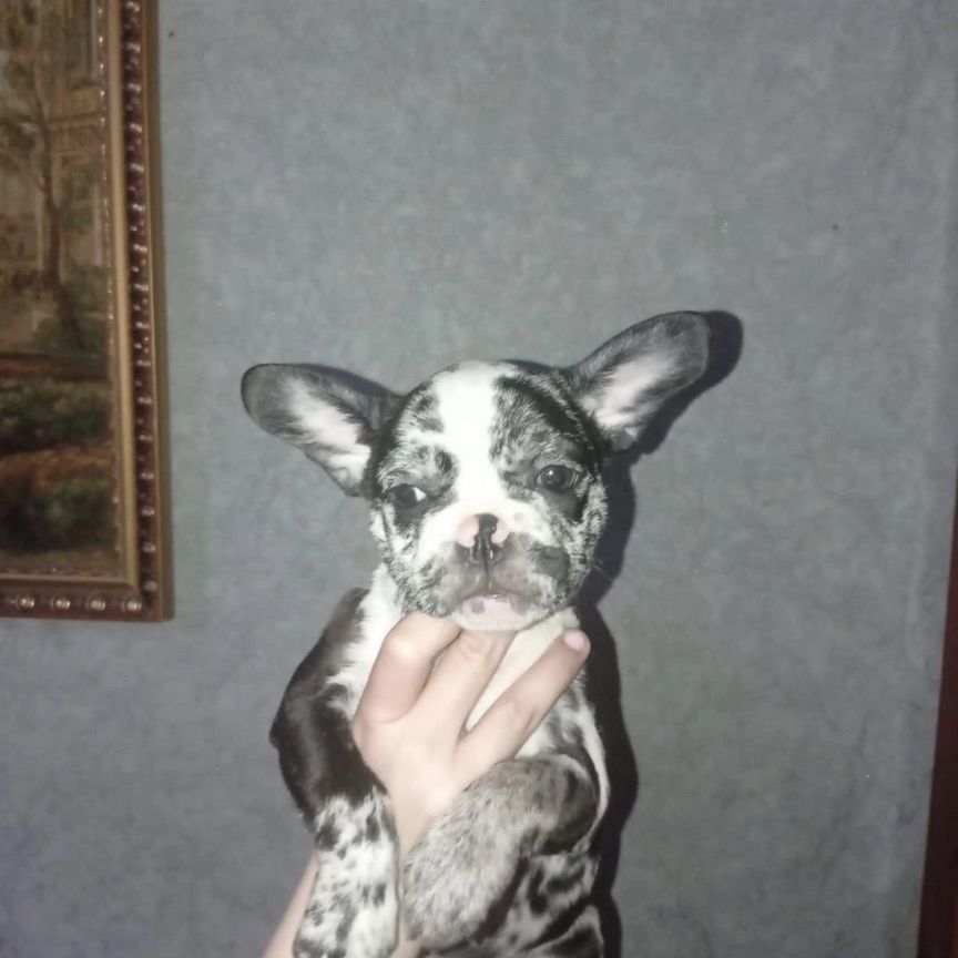 Французский бульдог