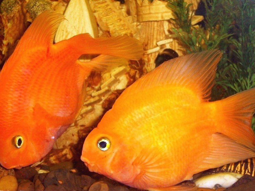 Аквариумные рыбки бесплатно