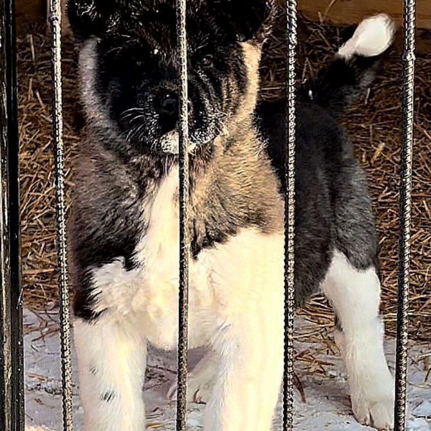 Американская акита шикарный мальчик