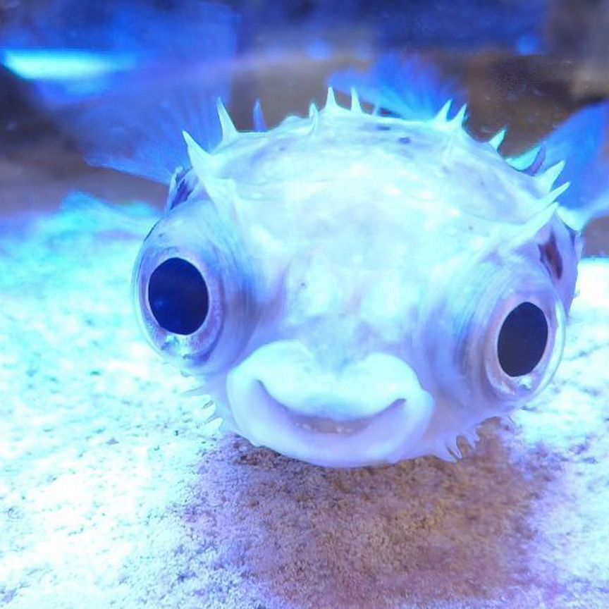 Морские ежи живые