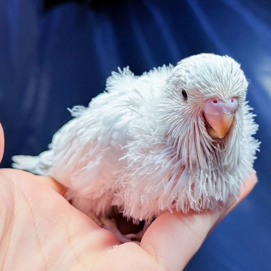 Чех выкормыш на докорм