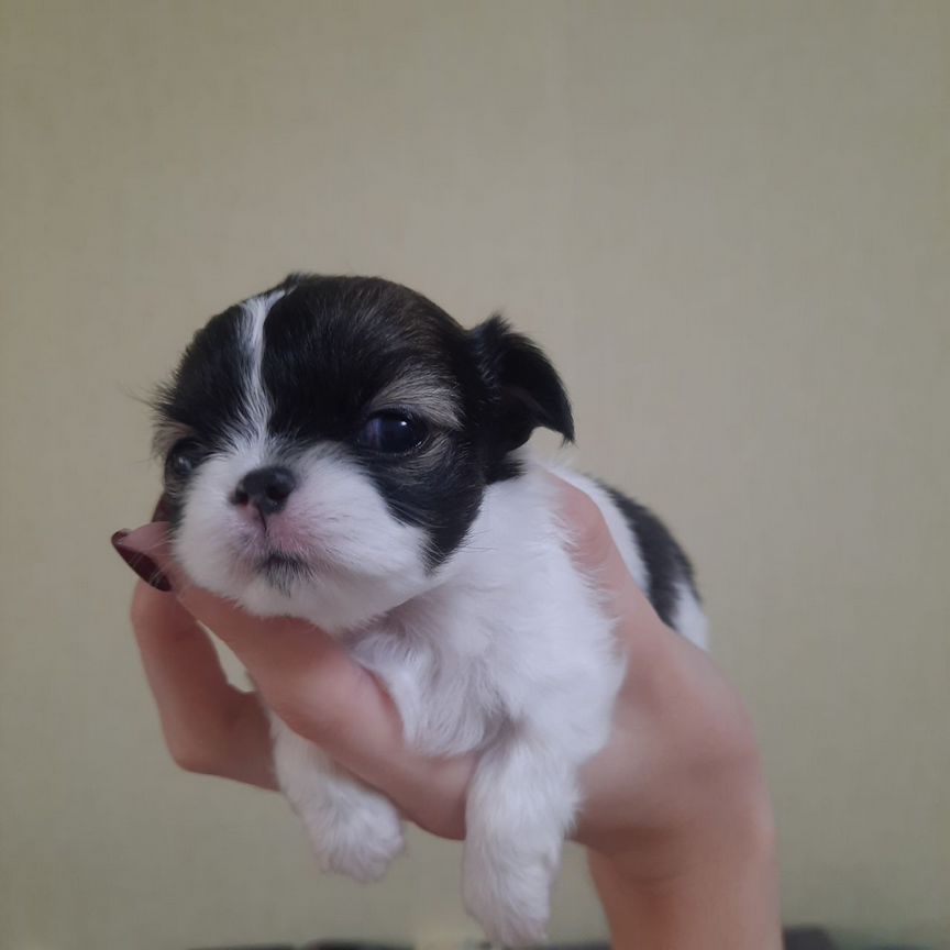 Малыши карандаши