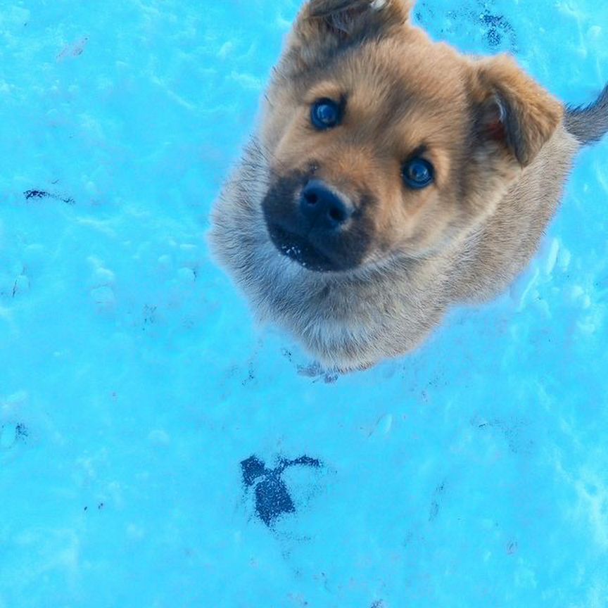 Отдам щенка овчарки