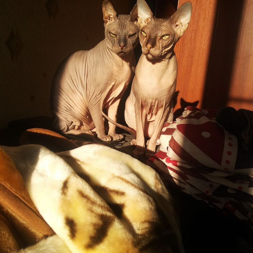 Канадский и Донской сфинксы