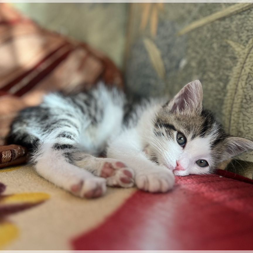 Котёнок в добрые руки