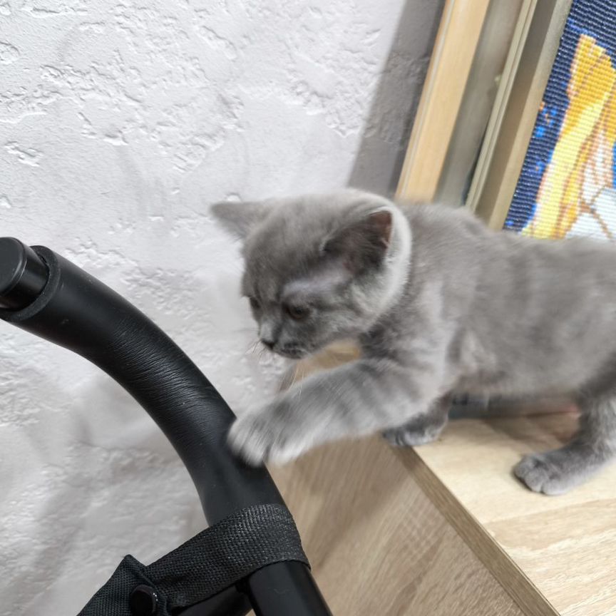 Шотландский прямоухий короткошёрстный котёнок