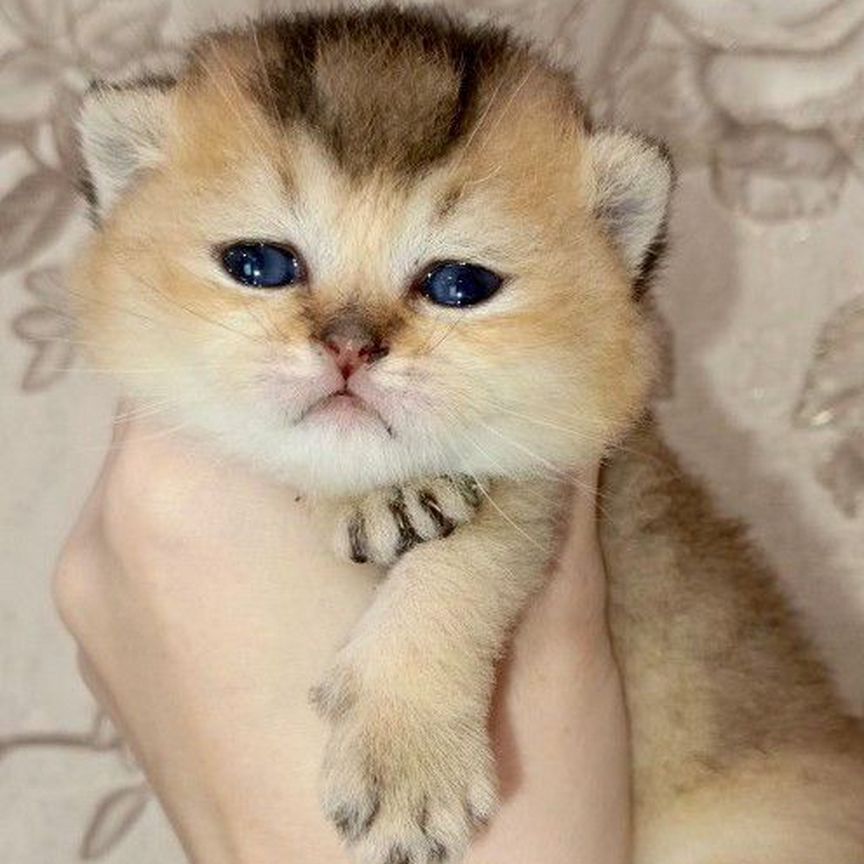 Шотландские котята беби-фейс