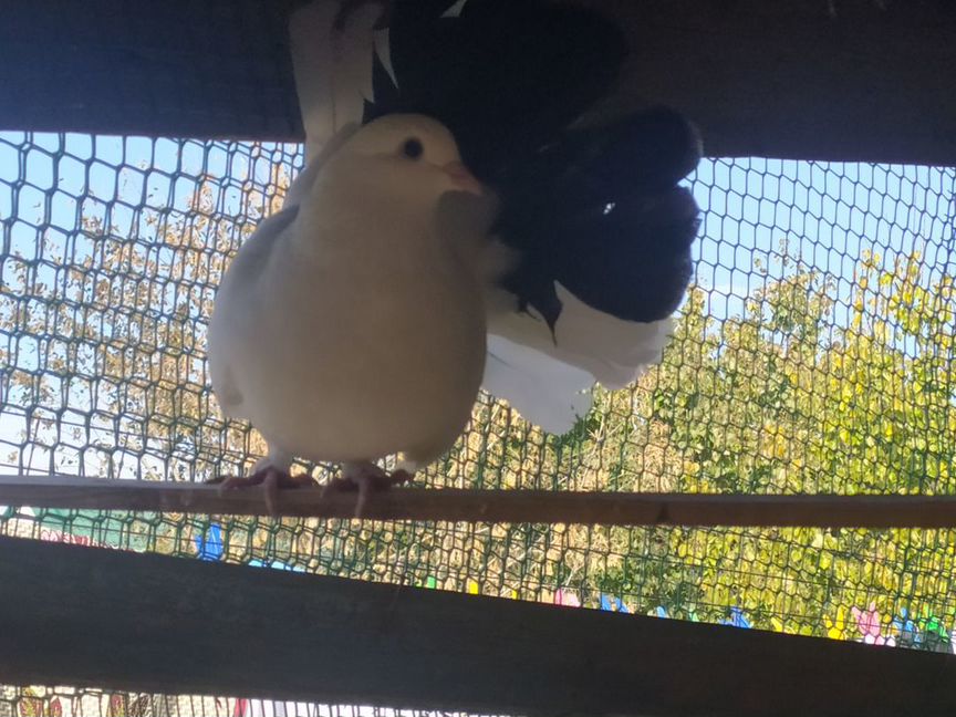 Голуби павлины