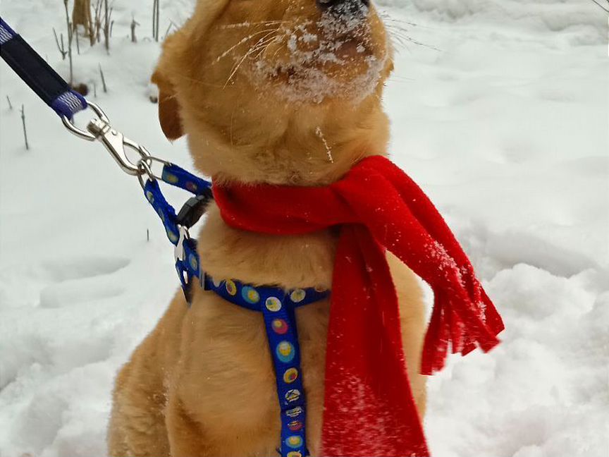 Рыжий щенок - дружок ищет дом