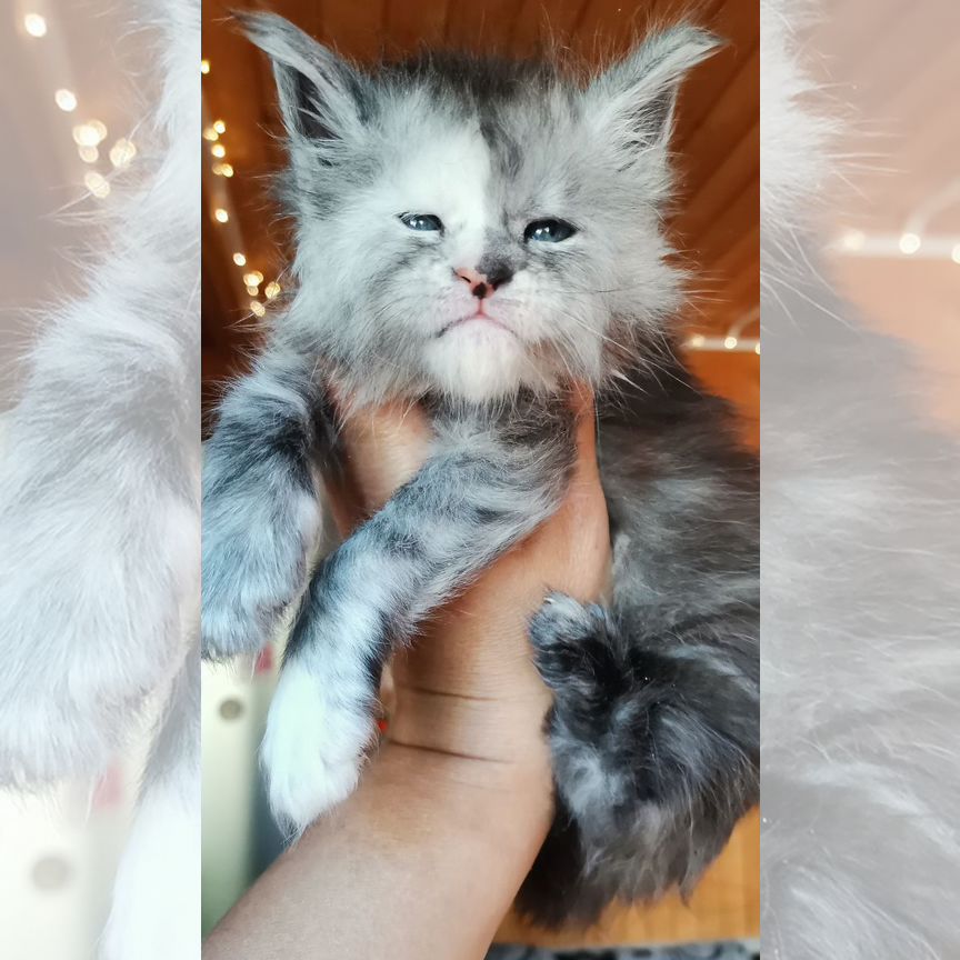 Мейн-кун котёнок