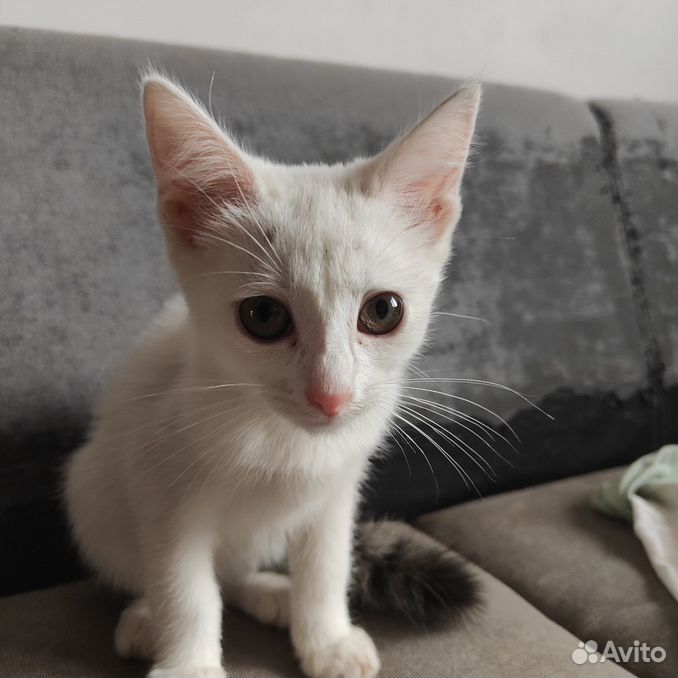 Белый кот - счастье в дом