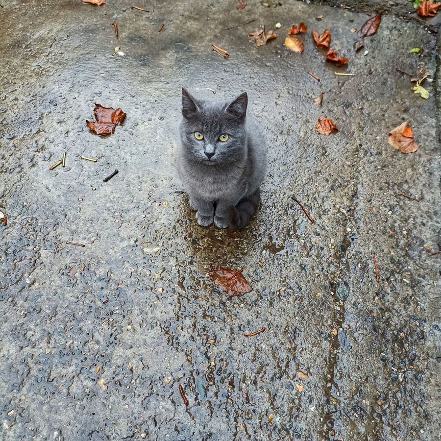 Котик в добрые руки