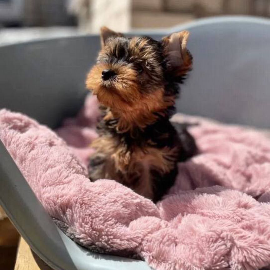 Мини девочка Йоркширского терьера