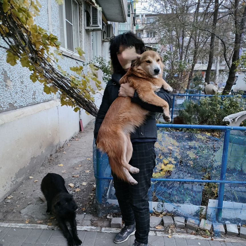 Собаки