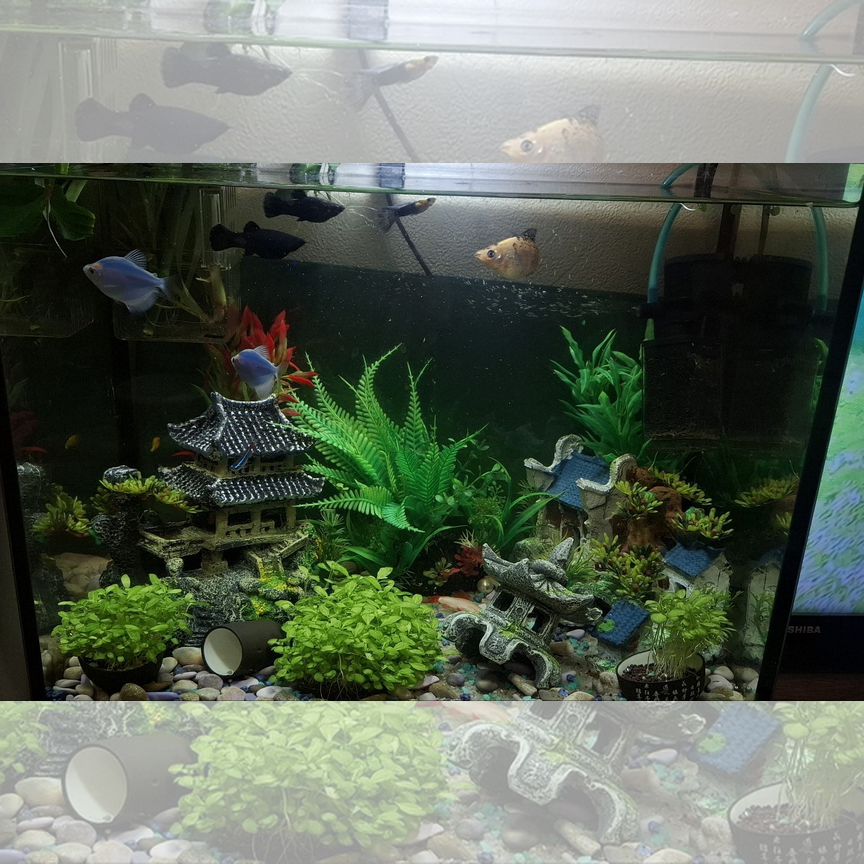 Аватар 35 литров с рыбками и всем необходимым