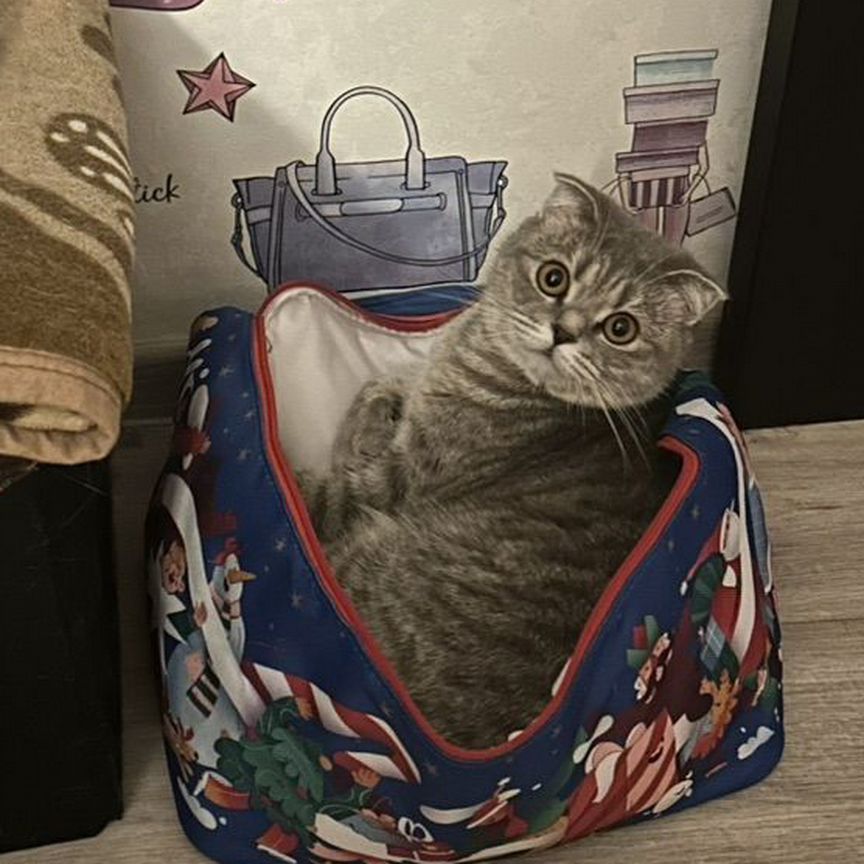 Отдам кошку (1 год)