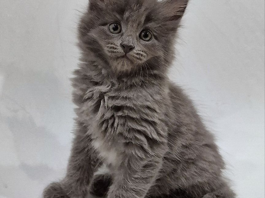 Мейн-кун котята с документами