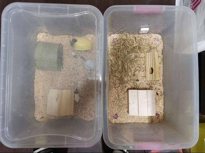 Контейнеры для грызунов