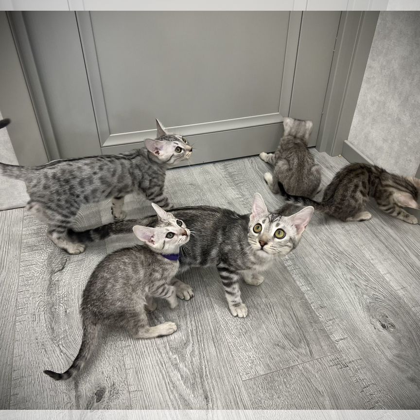Бенгальские котята серебро
