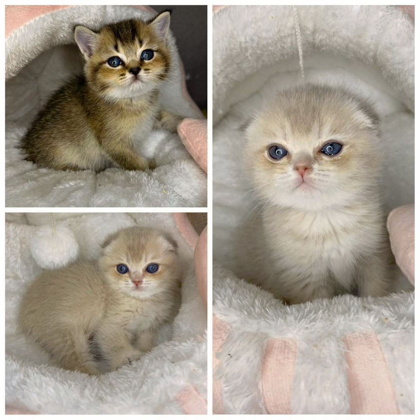 Шотландские мальчики
