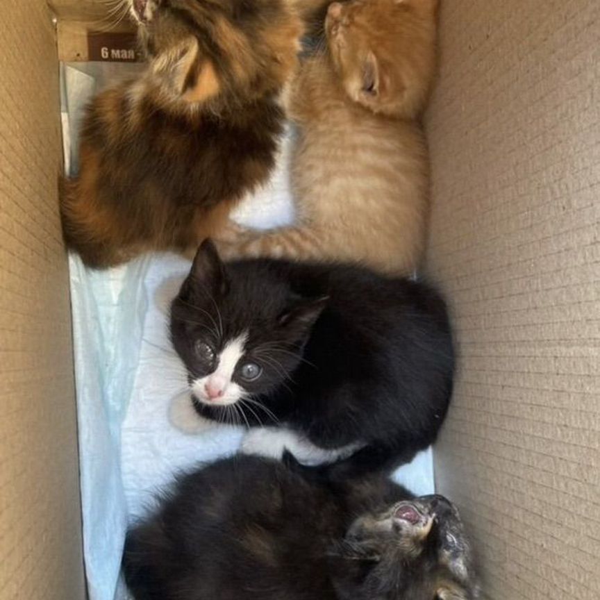 Котята в беде