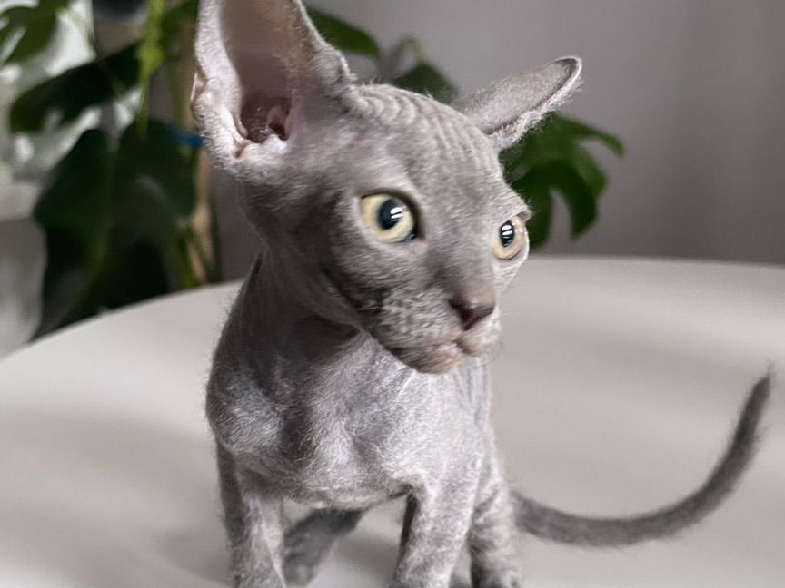 Сфинкс котенок мальчик