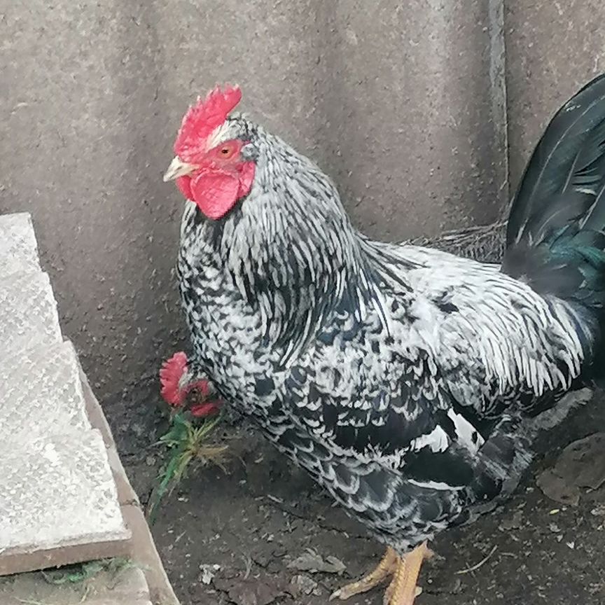 Куры и петухи