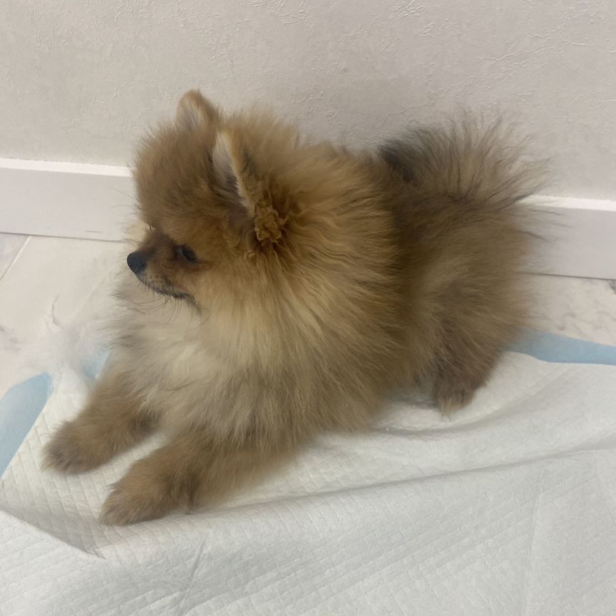 Померанский шпиц, щенок