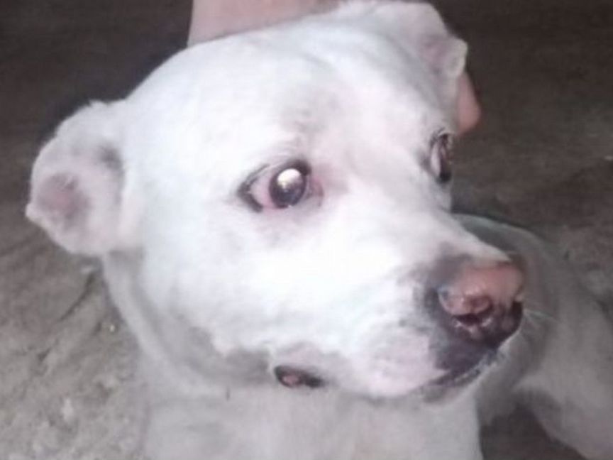 Небольшой пёсик попал в беду