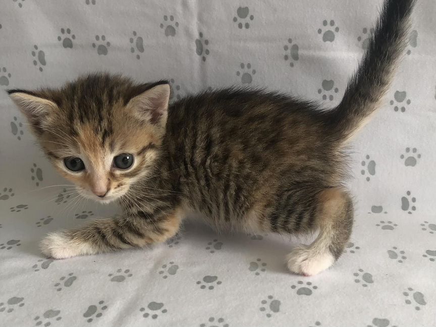 Котята 1 месяц