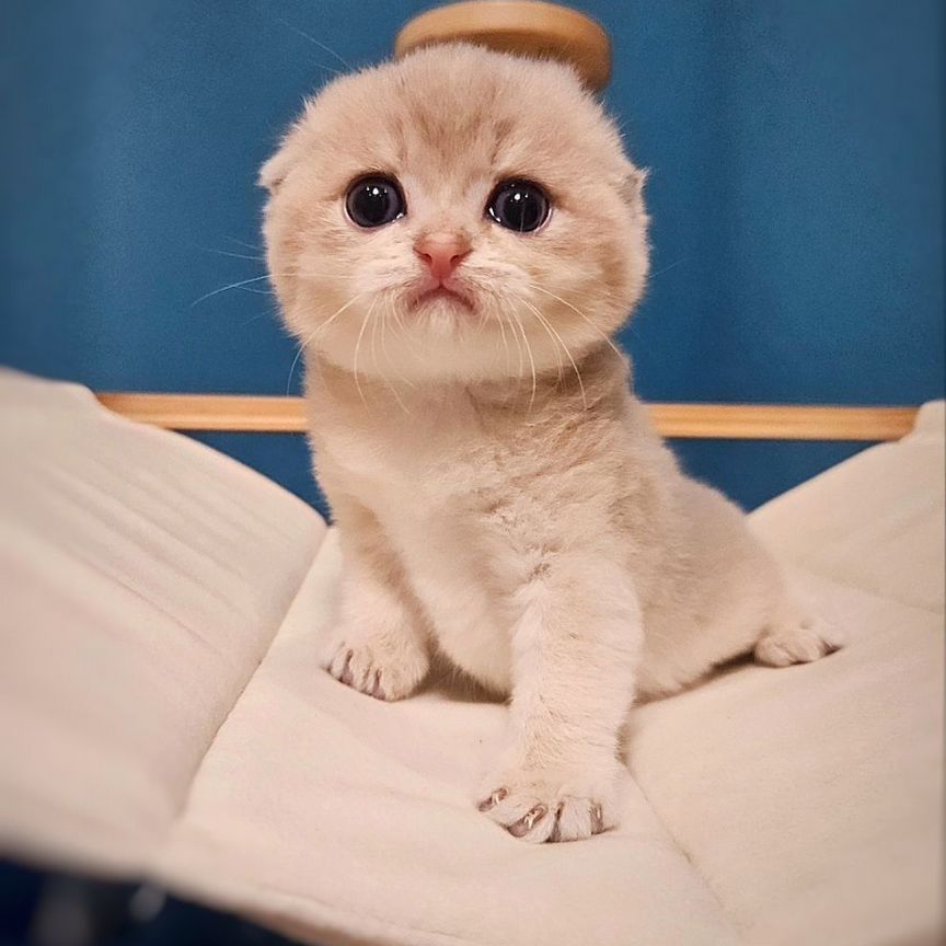 Вислоухий красавец
