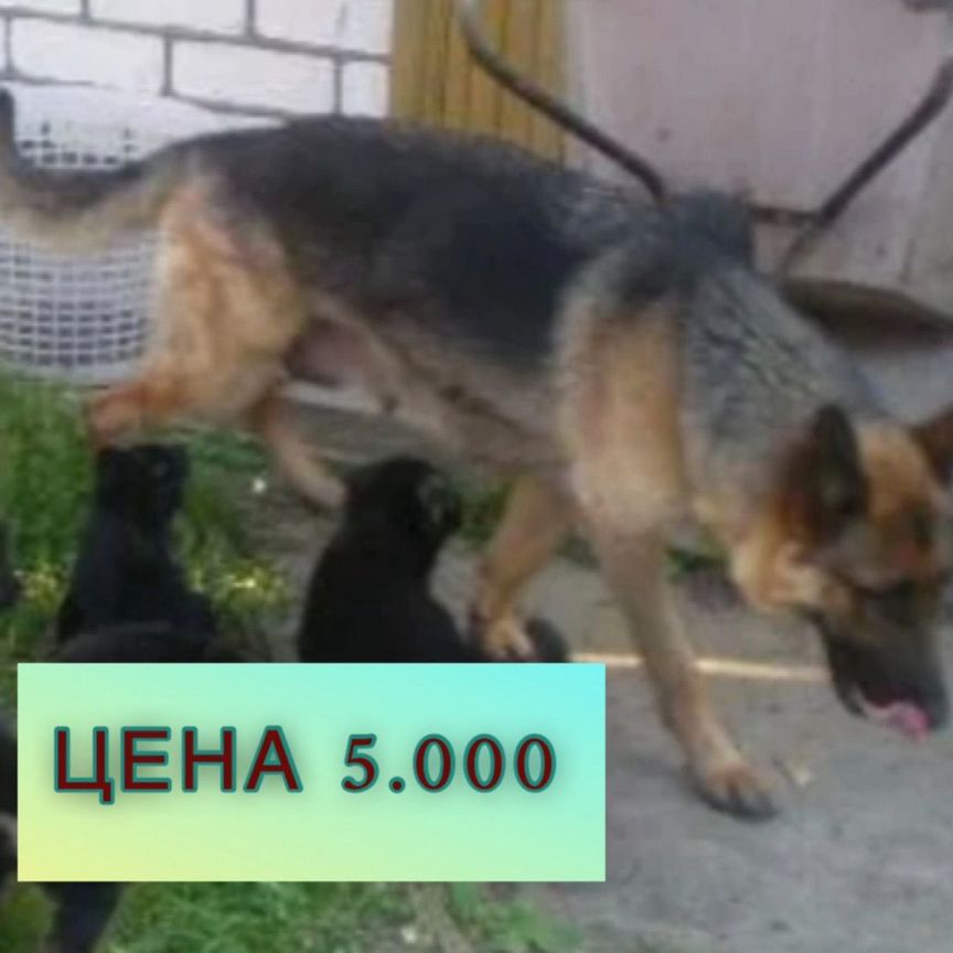 Щенок немецкой овчарки