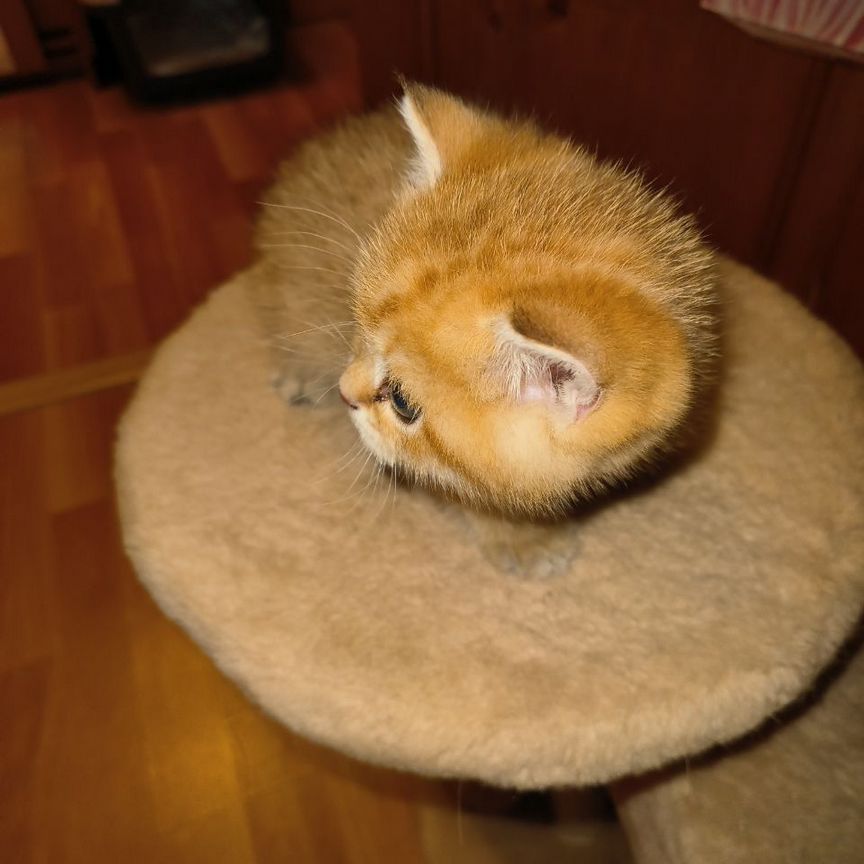 Котята британские золотая шиншилла.продам