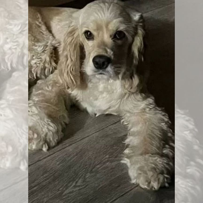 Английский кокер-спаниель, взрослая собака