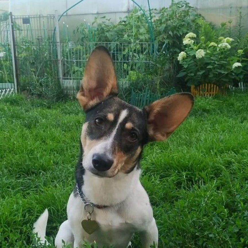 Собака в добрые руки маленькая порода