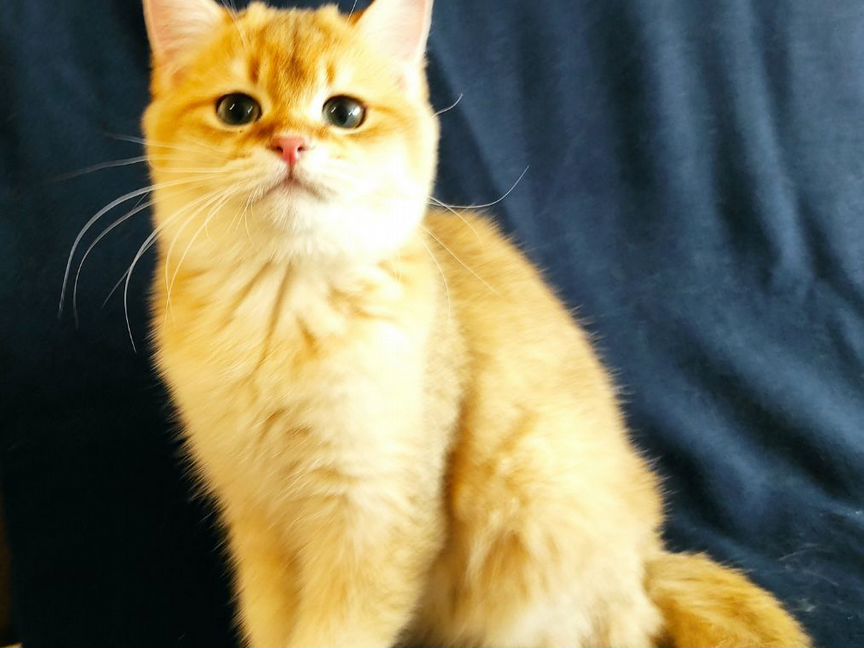 Британский золотой котенок