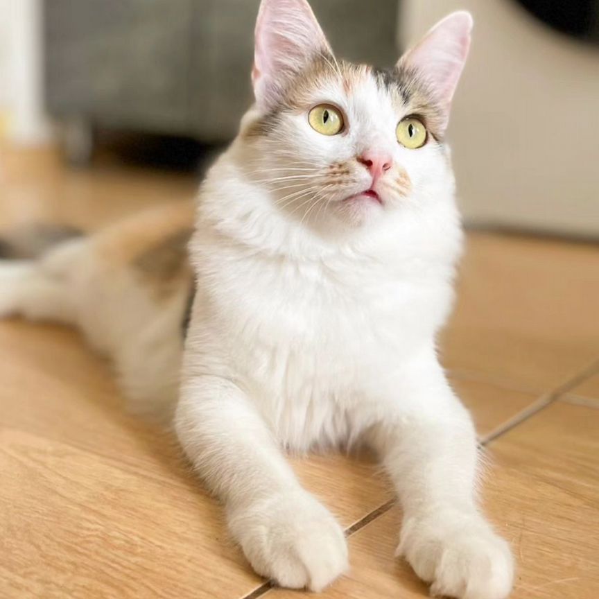 Пушистая кошечка в добрые руки