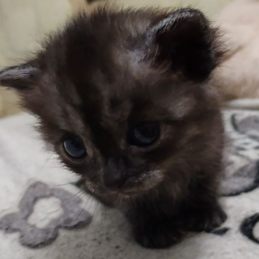 Котеныш
