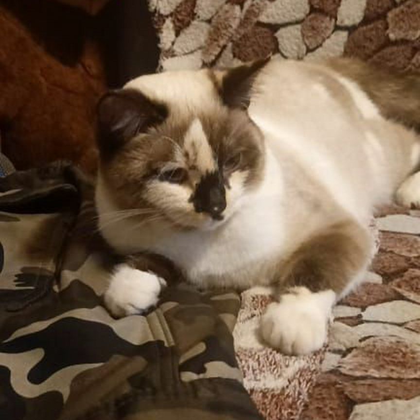 Кошечка ищет жениха