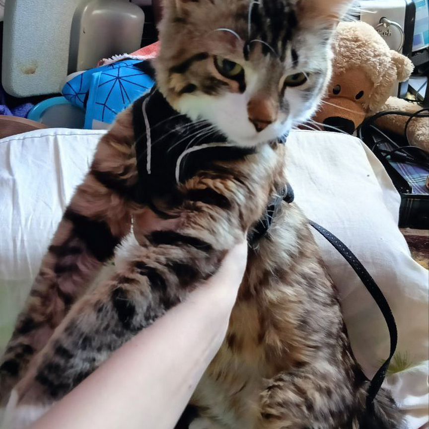 Кот, кличка усатик