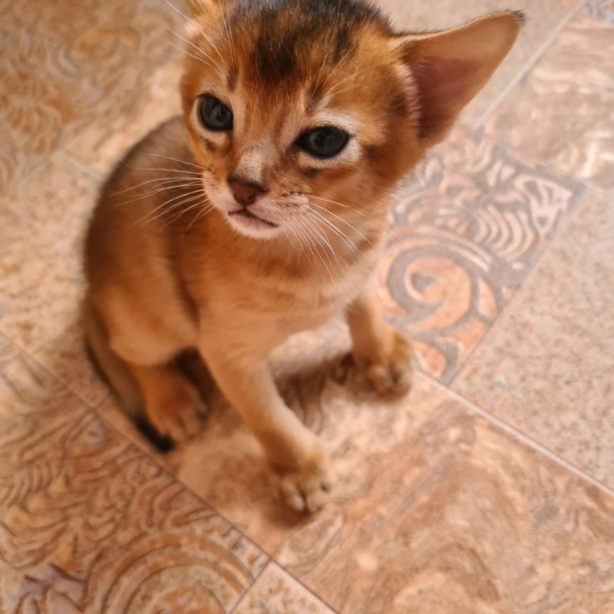 Абесинская кошка