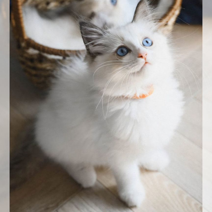 Котёнок Рэгдолл