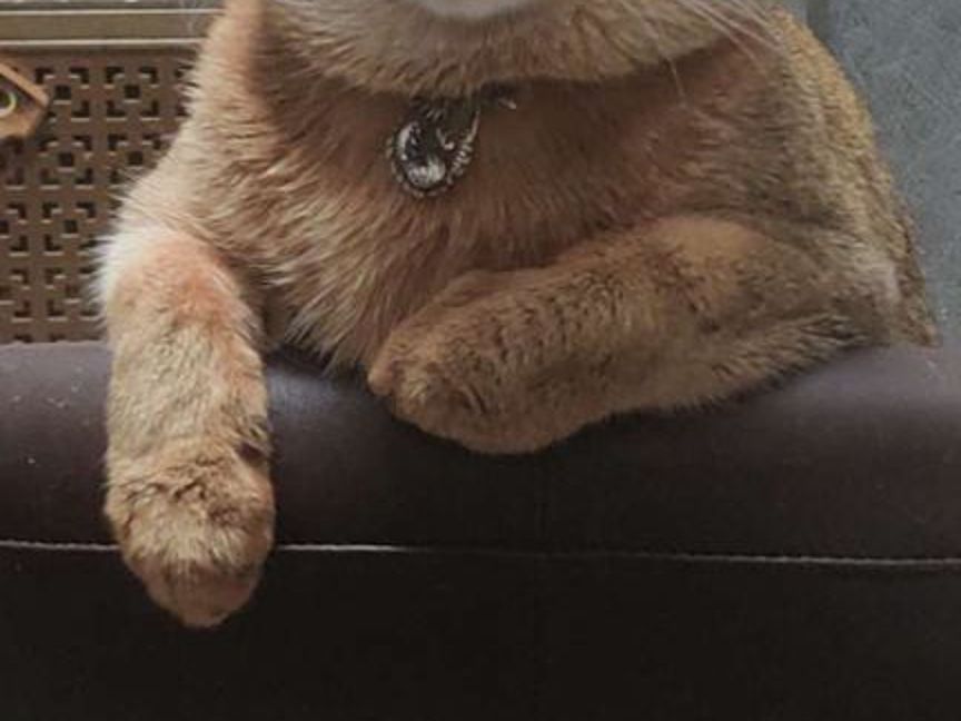 Котята Чаузи