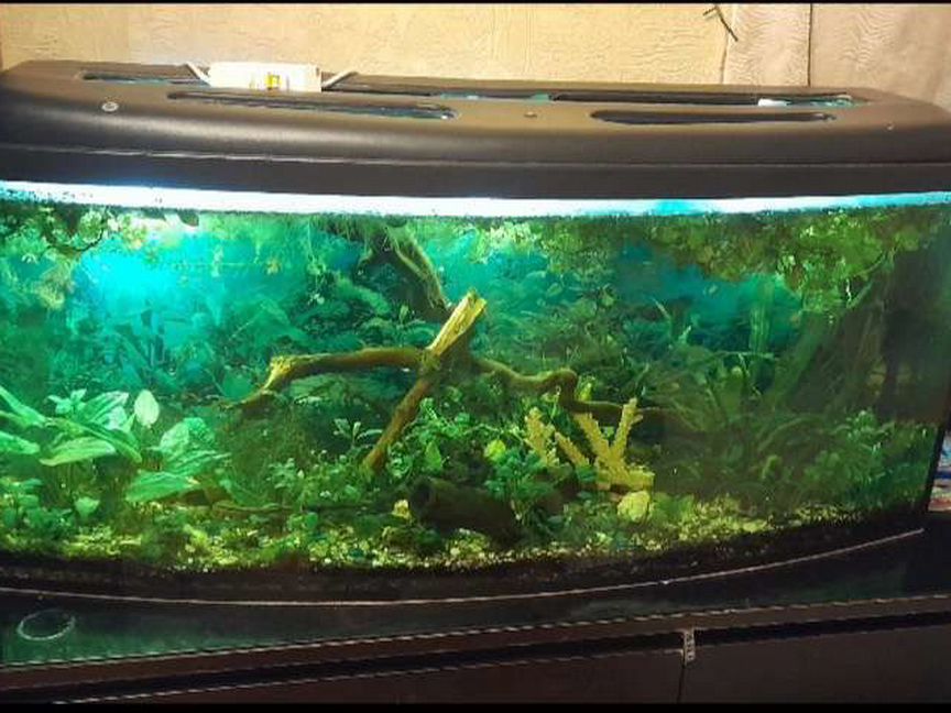 Аквариум панорамный 200 литров