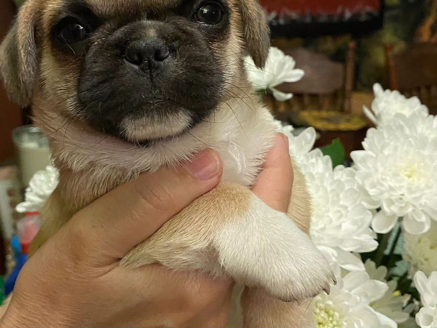 Метис французского бульдога