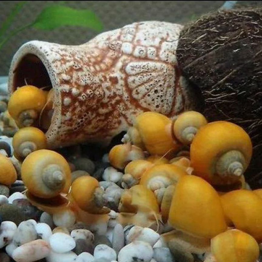 Улитки ампулярии