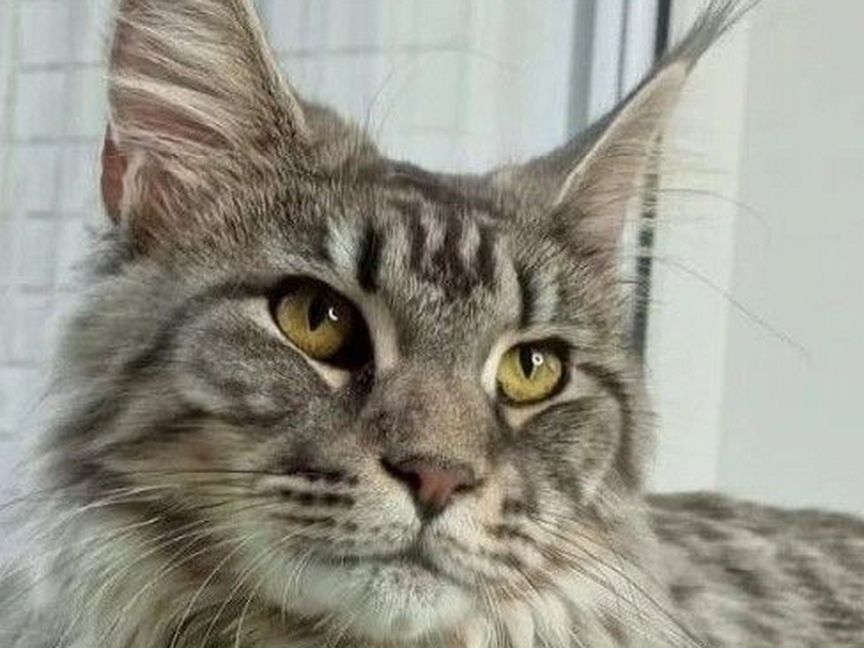 Серебристый Мейн-кун