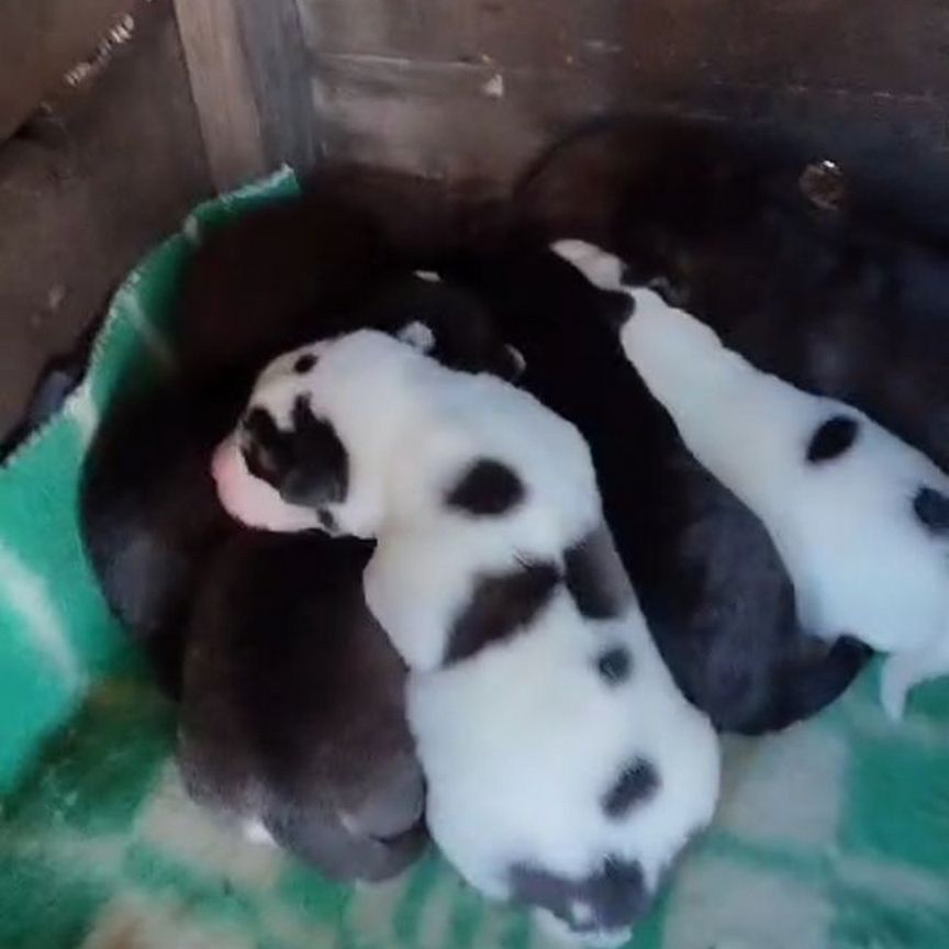 Щеночки сиротки